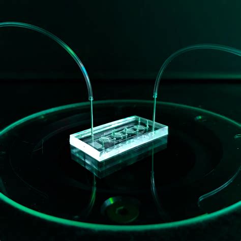 Modular Immunocompetent Multi Organ Chip Integrating Tumor Microenvironment And Lymph Node