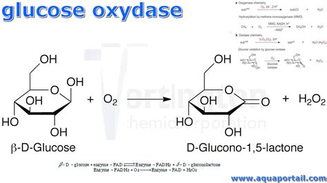 Oxydase Définition Et Explications