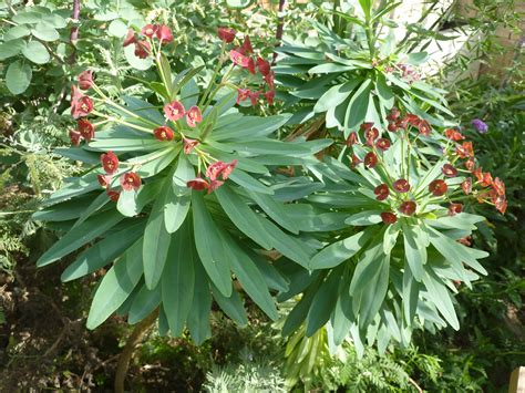 Fileeuphorbia Atropurpurea Euphorbiaceae Flowers And Leaves