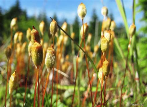Forum / Obrázek : Ploník obecný (Polytrichum commune) | Garten.cz
