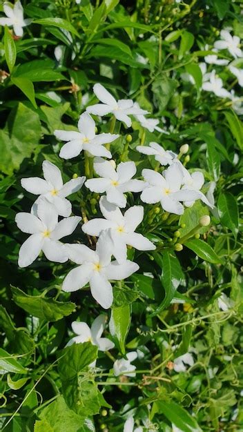 Premium Photo Any Flowered Jasmine White Jasmine Flowers