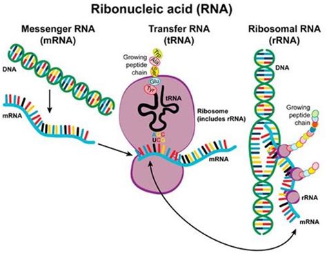 Mrna Trna Diagram