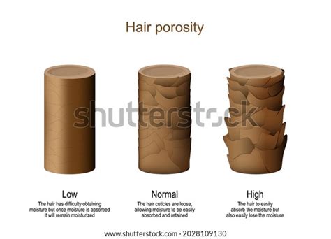 Porosity Over Royalty Free Licensable Stock Vectors Vector Art Shutterstock