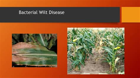 Notes On Sweet Corn Diseases Powerpoint Slides Learnpick India