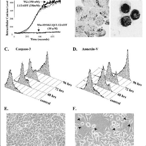 Chemical Structures Of Thapsigargin And Thapsigargin Prodrug A