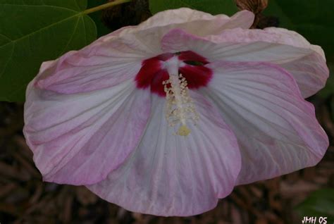 Common Rose Mallow The Morton Arboretum