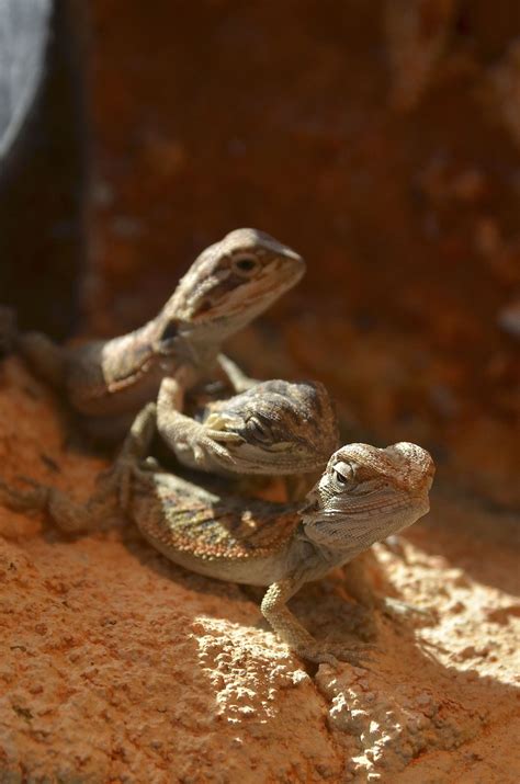 «pogona 1080p 2k 4k Full Hd Wallpapers Backgrounds Free Download Wallpaper Crafter