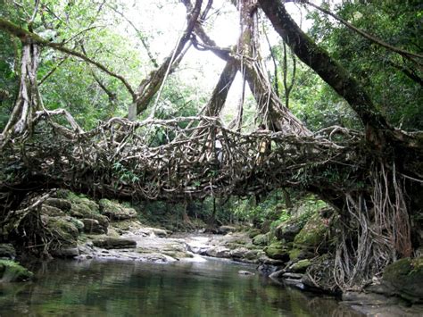 Double Decker Root Bridge IndiaUnveiled