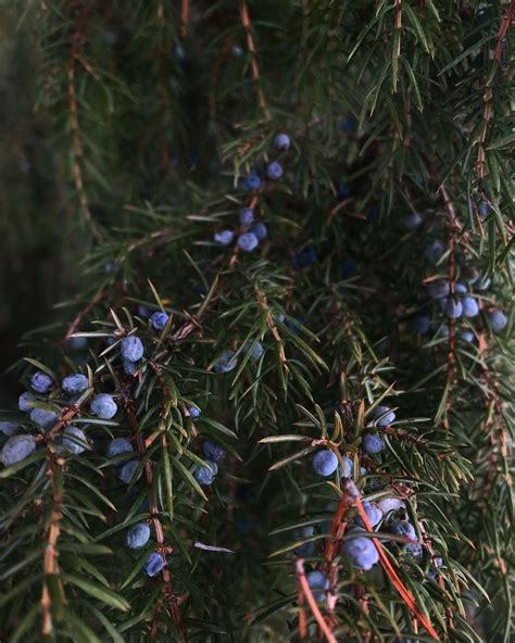 How To Identify Conifer Trees Pine Fir Spruce Juniper More Artofit