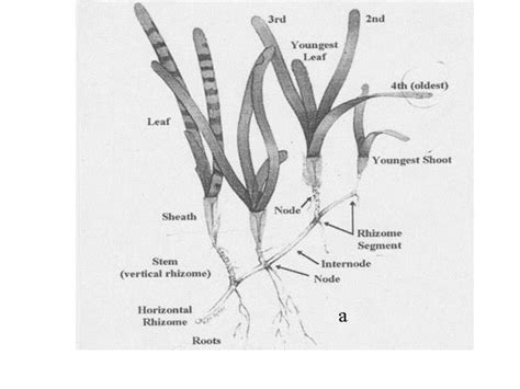 Synopsis On Seagrass Of Egypt Seagrass Morphology And General Taxonomy