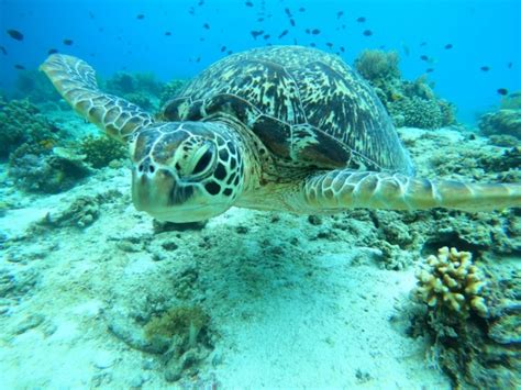 4살 아이의 필리핀 보홀 가족여행feat몽키호핑 투어후기스노클링성공기 2 네이버 블로그