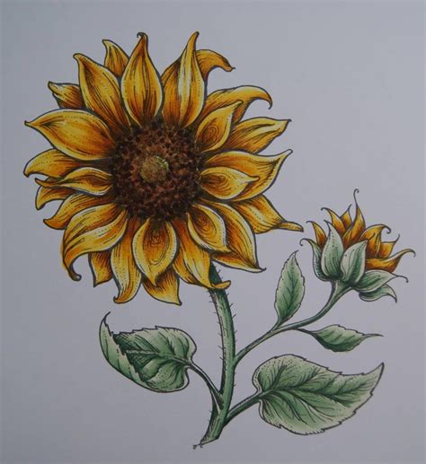 Easy To Draw Sunflowers Drawing Improvement Challenges