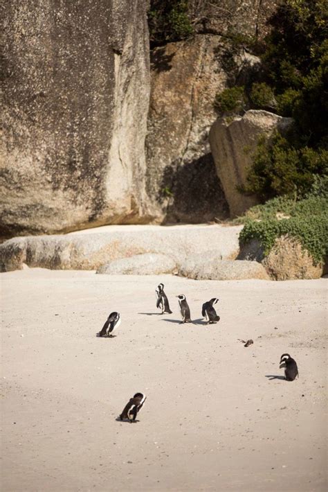 Penguins At Boulders Beach