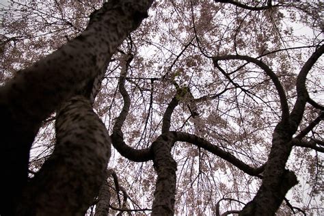 Trees Photograph By Amanda Mccaslin Fine Art America