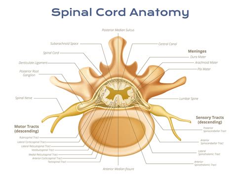 Spinal Cord And Vertebral Anatomy Anatomy Note