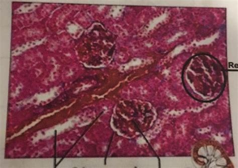 Lab 7 Renal Cortex Diagram Quizlet