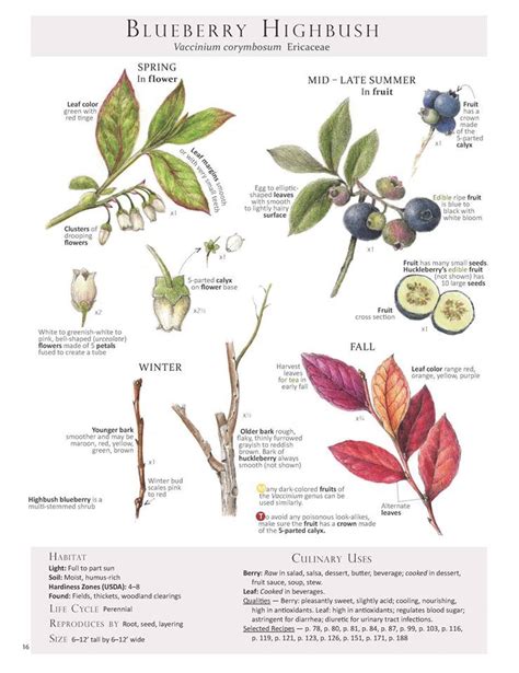 Wild Blueberry Plant Identification