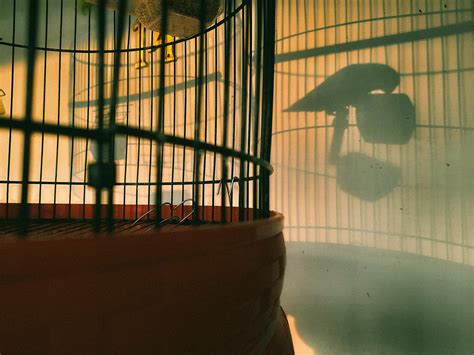 Escape Hatches In React Js In Software Development An Escape By