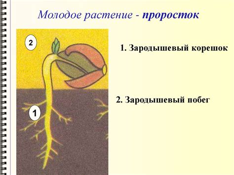 Строение семени фасоли - презентация онлайн