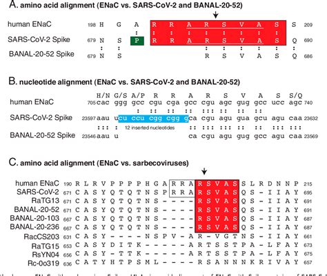 Figure 1 From Sars Cov 2 Furin Cleavage Site Was Not Engineered Semantic Scholar