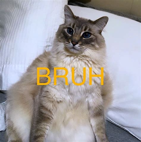 Cat With Bruh Meme