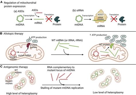 Mitochondrion Targeted Rna Therapies As A Potential Treatment Strategy For Mitochondrial