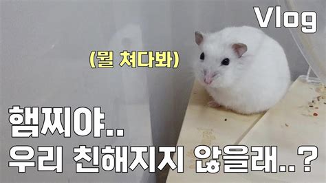 Vlog L 햄스터야 우리 친해지길 바래 Ft 거절당한 집사 L 집사 1일 30차임 중 L 햄스터 브이로그 L