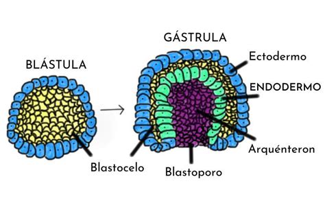 Endodermo Qué Es Desarrollo Partes Y Elementos Derivados