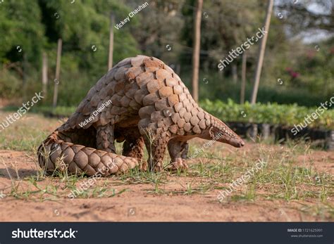 White Bellied Tree Pangolin
