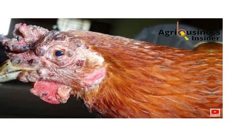 Eight Common Chicken Diseases And Their Natural Treatment Fo Video Library