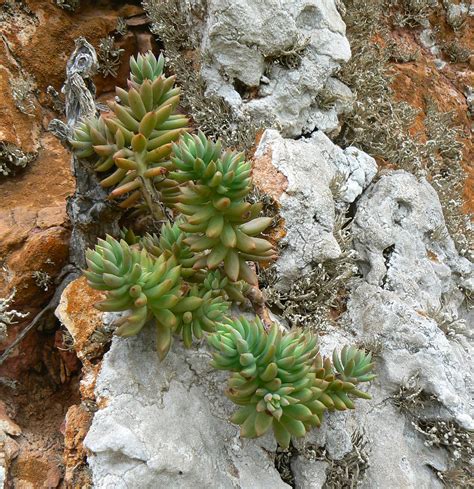 Sedum Sediforme Plant Biodiversity Of South Western Morocco
