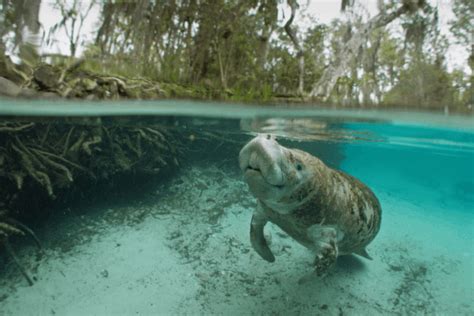 Florida Manatee • Florida Wildlife Federation