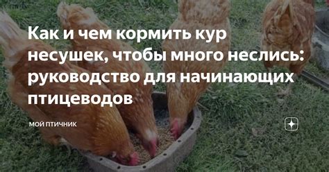 Как и чем кормить кур несушек, чтобы много неслись: руководство для ...