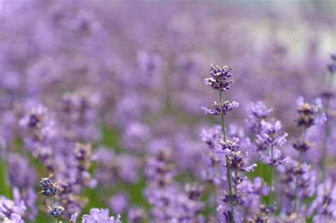 늦은 꽃구경 의왕시출사타임빌라스 라벤더 꽃밭 구경