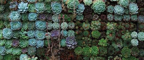 Denat Hoxha Dev Community