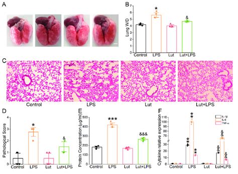 Effect Of Lut On Morphological Structure And Inflammation In