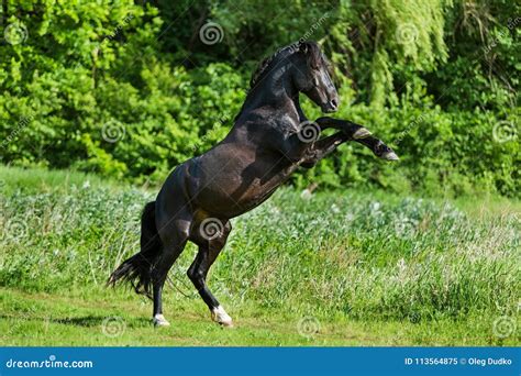 Black Stallion Prancing Stock Image Image Of Stallion 113564875