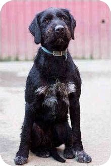 Portland OR German Wirehaired Pointer Meet Dooney A Pet For Adoption
