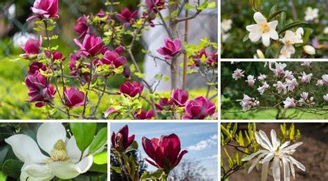 Dwarf Magnolia Tree Types