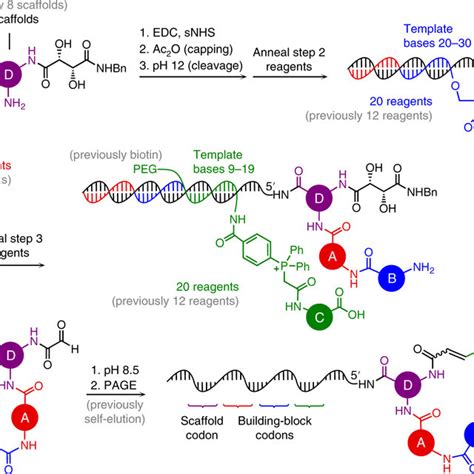 Approaches To The Assembly Of Dna Template Libraries A Assembly Of The Download Scientific