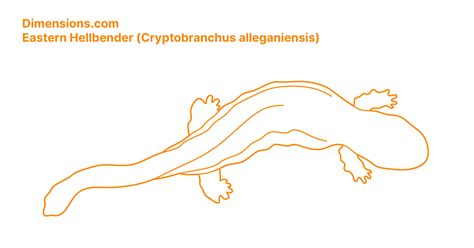Cryptobranchus Alleganiensis