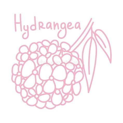 Doodle Illustration In The Form Of A Pink Hydrangea With A Cute Name Isolated Hand Drawn