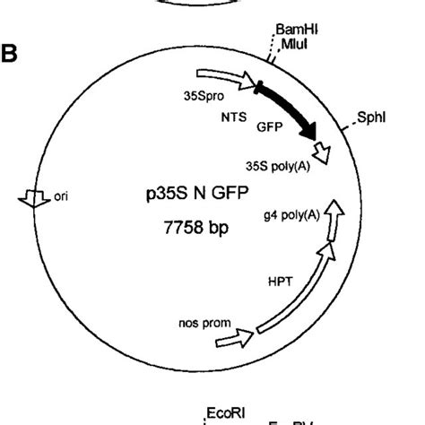 Transformation Vectors Download Scientific Diagram