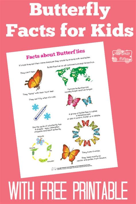 Butterfly Facts And Pictures