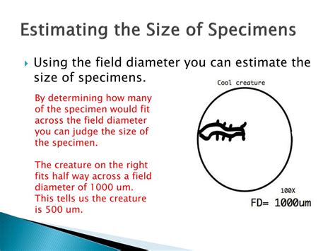 Ppt Microscopes Powerpoint Presentation Free Download Id 2685535