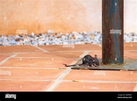 An Andalusia Tree Rat Drying Off After Falling In A Swimming Pool Stock