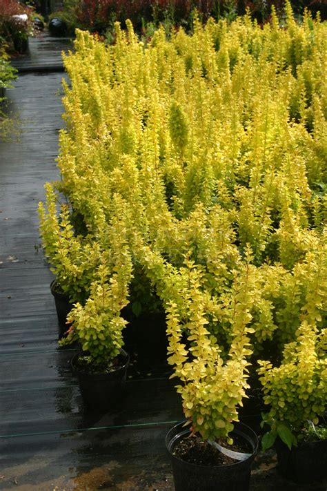 Барбарис Тунберга "Мария" 🌿 по низкой цене купить саженцы в питомнике ...