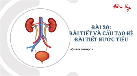 Cấu Tạo Của Hệ Bài Tiết Nước Tiểu Khám Phá Chi Tiết Và Chức Năng Từng