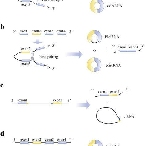 Possible Models Of Circular Rna Biogenesis A Lariat Driven