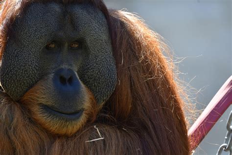 Orangutan Profile Enclosure By Thebootesartvoid On Deviantart
